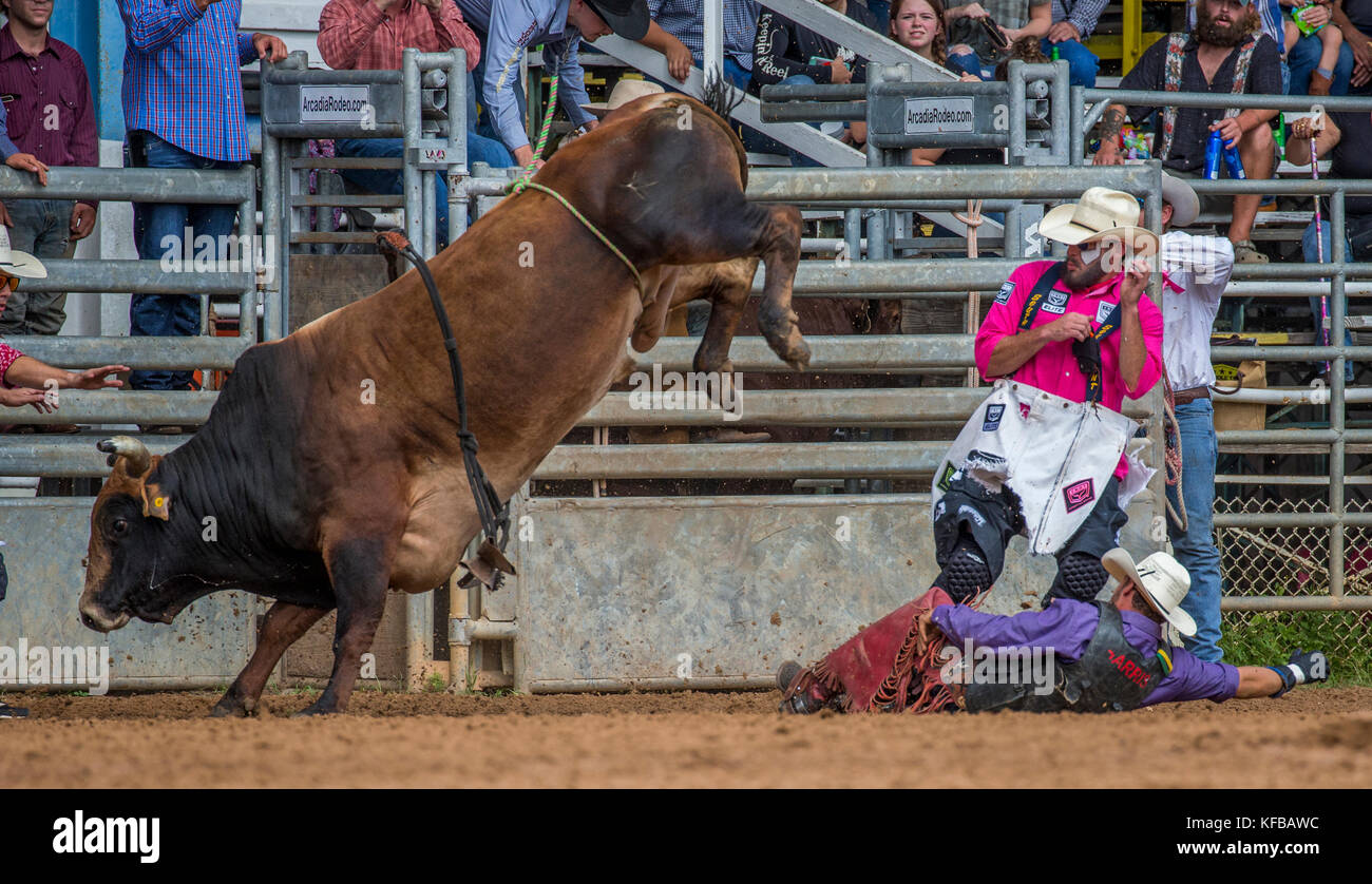 Rodeo clown and bull after throwing its rider in the 4th Annual Fall ...