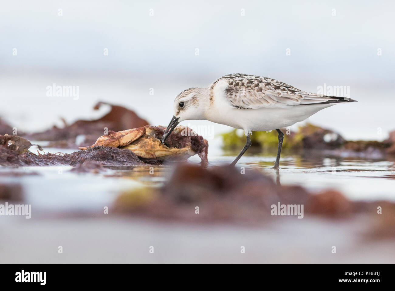Sanderling (Calidris alba Stock Photo - Alamy