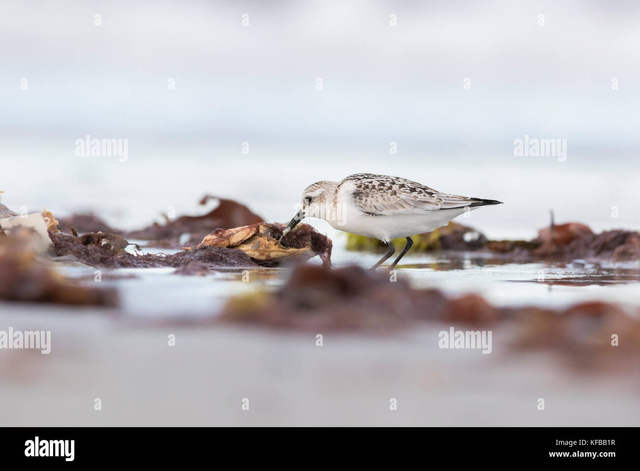Sanderling (Calidris alba Stock Photo - Alamy