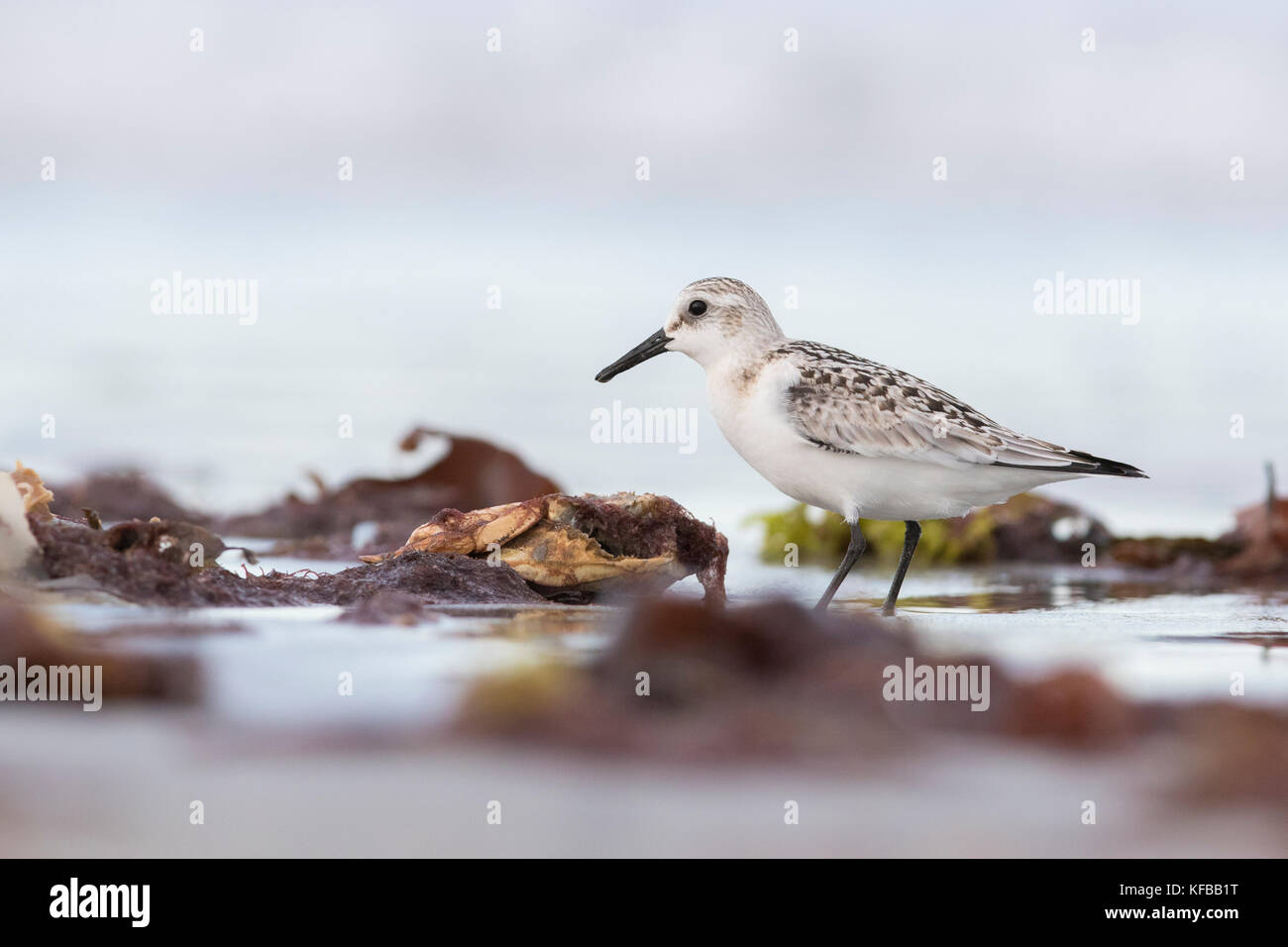 Sanderling (Calidris alba Stock Photo - Alamy