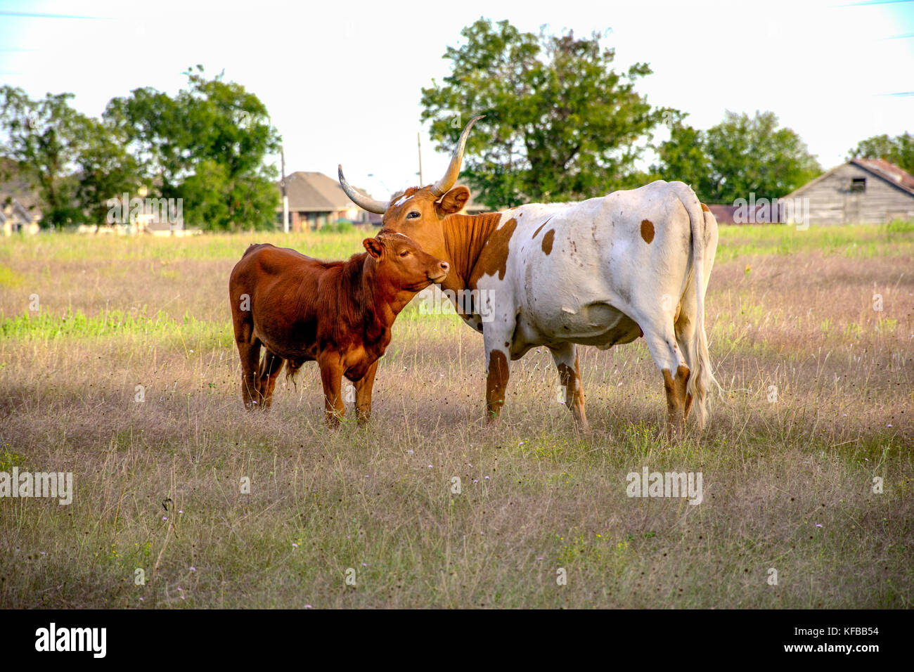 Longhorn Cow and Calf in Field with mother looking over shoulder of ...