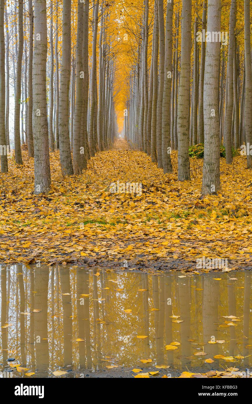 Reflection of Poplar Trees at Boardman Oregon tree farm during fall ...