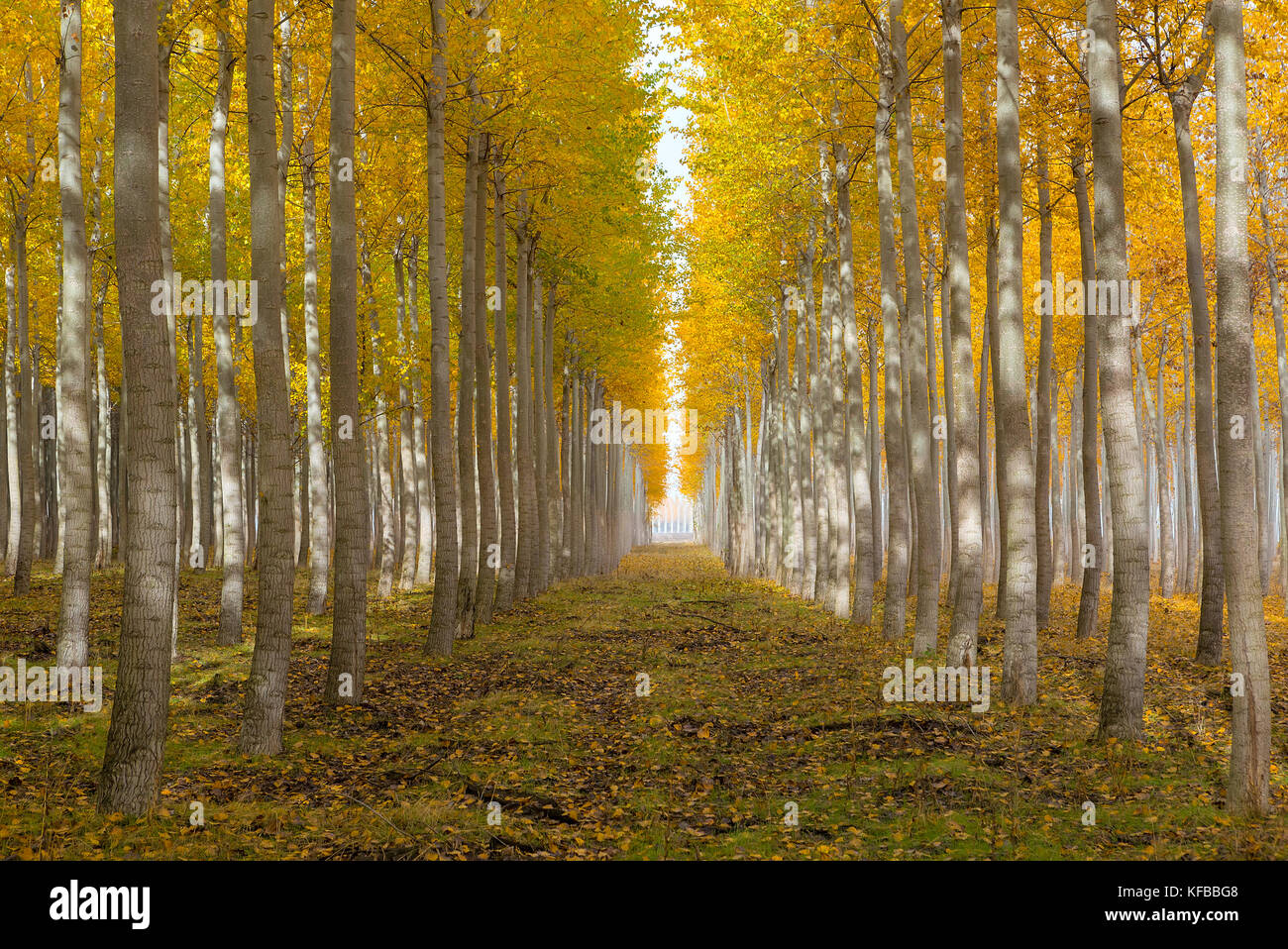 Poplar tree farm at Boardman Northeastern Oregon during fall season ...