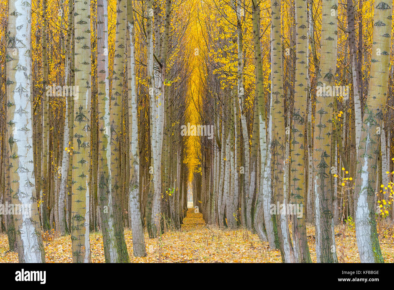 Poplar tree farm in Boardman Northeastern Oregon during fall season ...