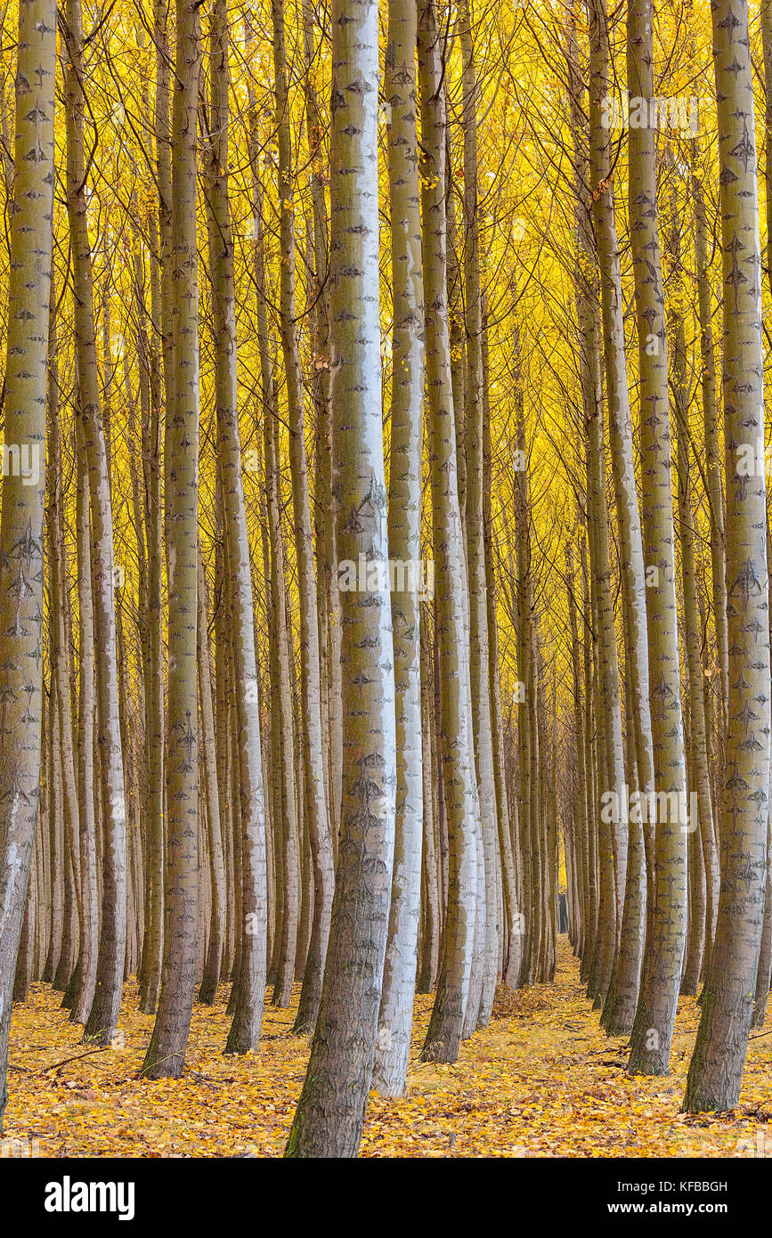 Dense forest of Poplar trees in Boardman Northeastern Oregon during ...