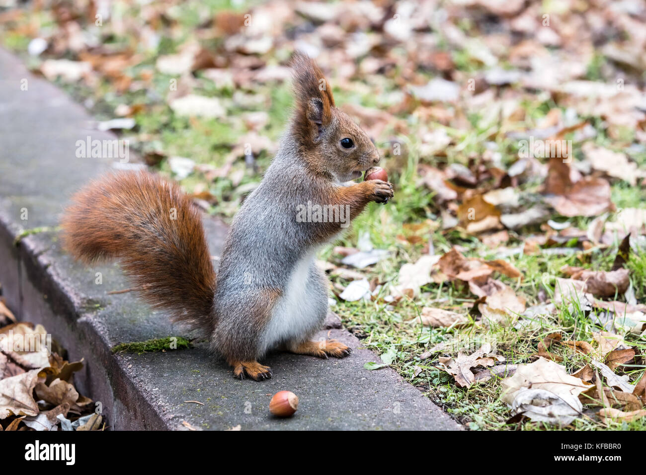 little gray squirrel sitting on concrete curb and eating nut on autumn ...