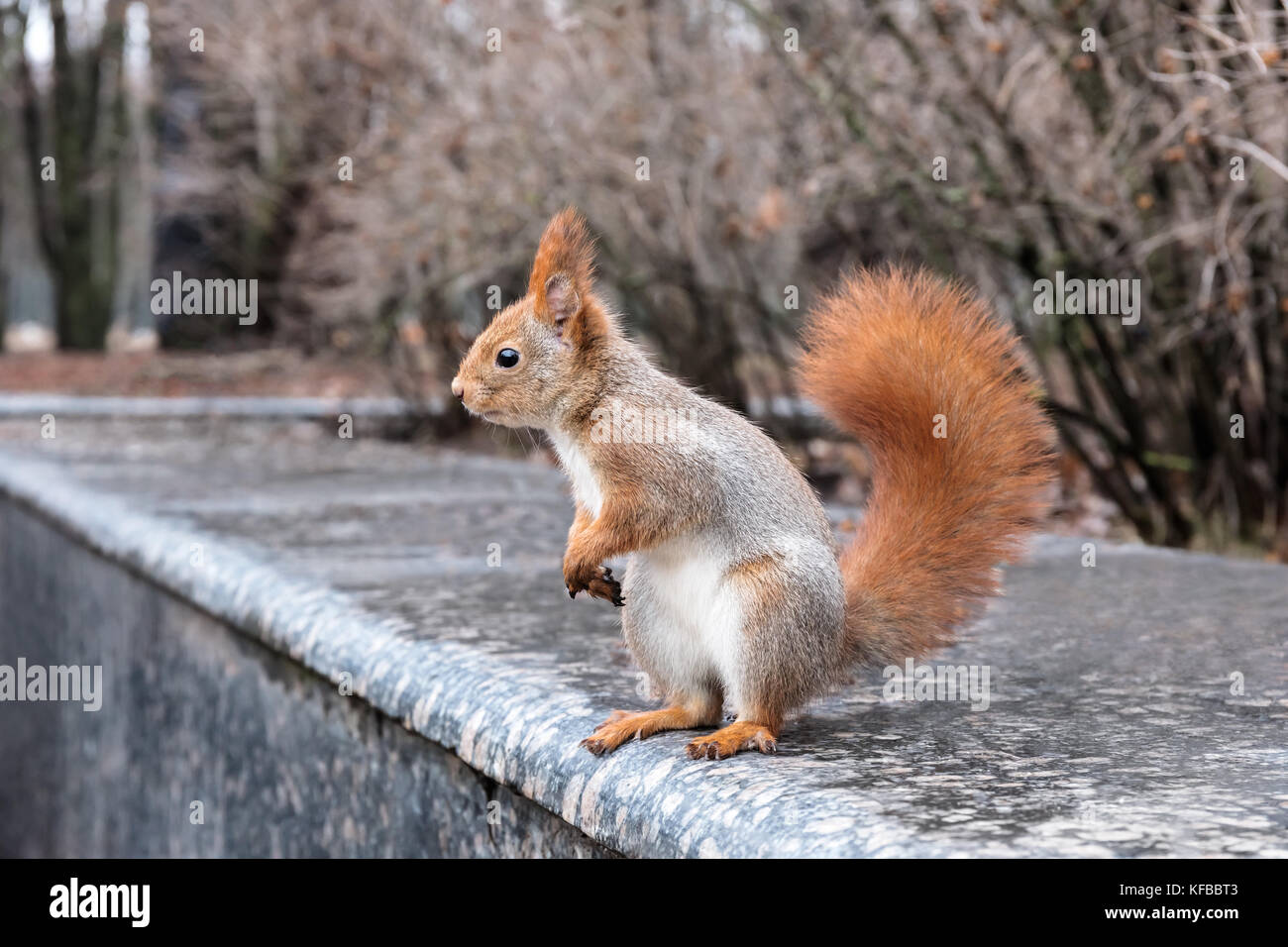 Fluffy Tail High Resolution Stock Photography and Images - Alamy