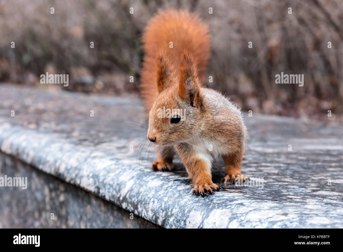 young squirrel with fluffy tail standing on curb on blurred autumn ...