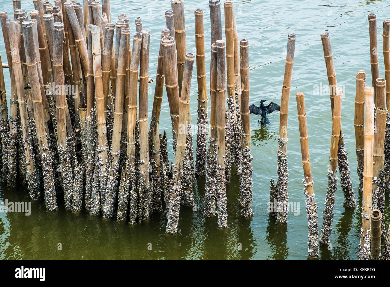 Bamboo line slow down wave and the black bird Stock Photo - Alamy