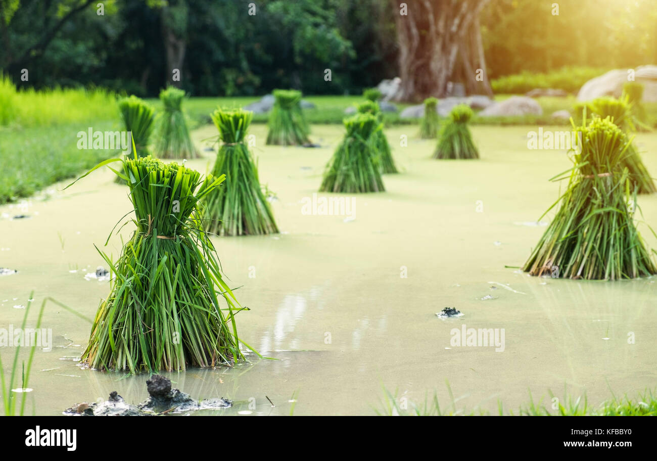 Rice Seedlings on the rice fields, waiting to be planted Stock Photo ...