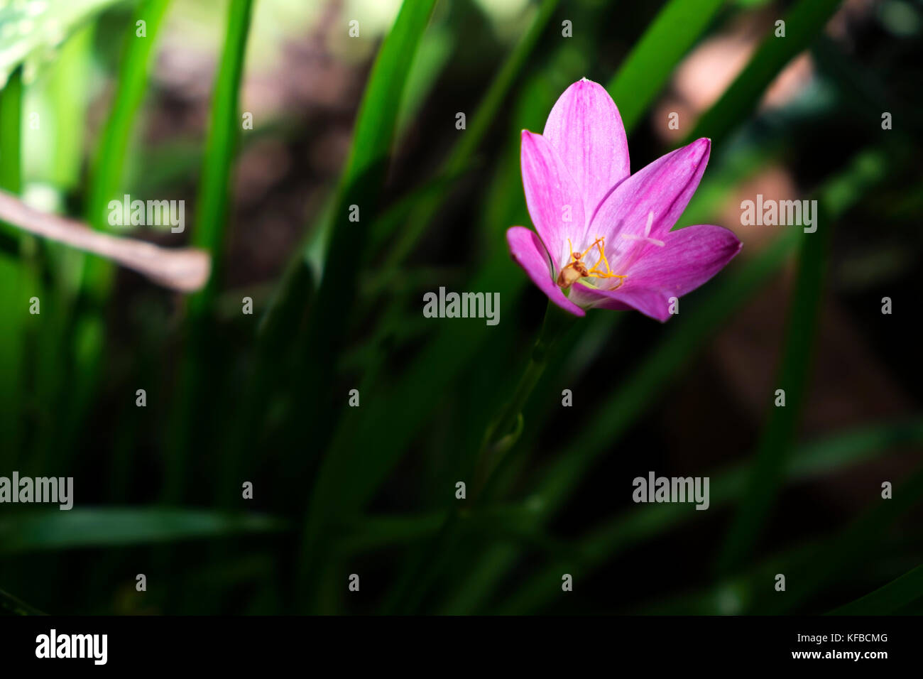 Lily fairy morning hi-res stock photography and images - Alamy