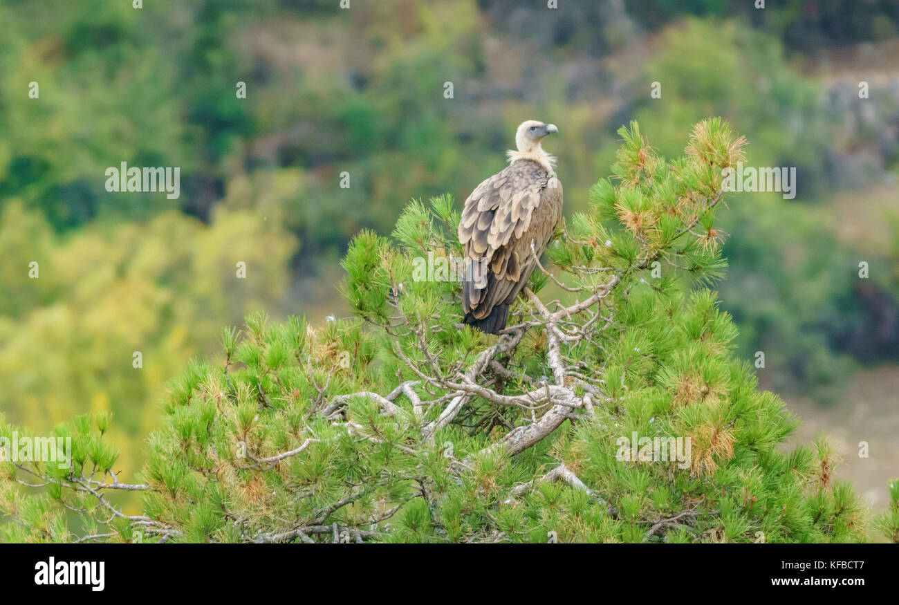 Vulture crown hi-res stock photography and images - Alamy