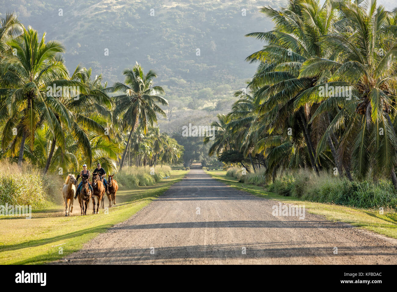 HAWAII, Oahu, North Shore, horses run along the road at Dillingham ...