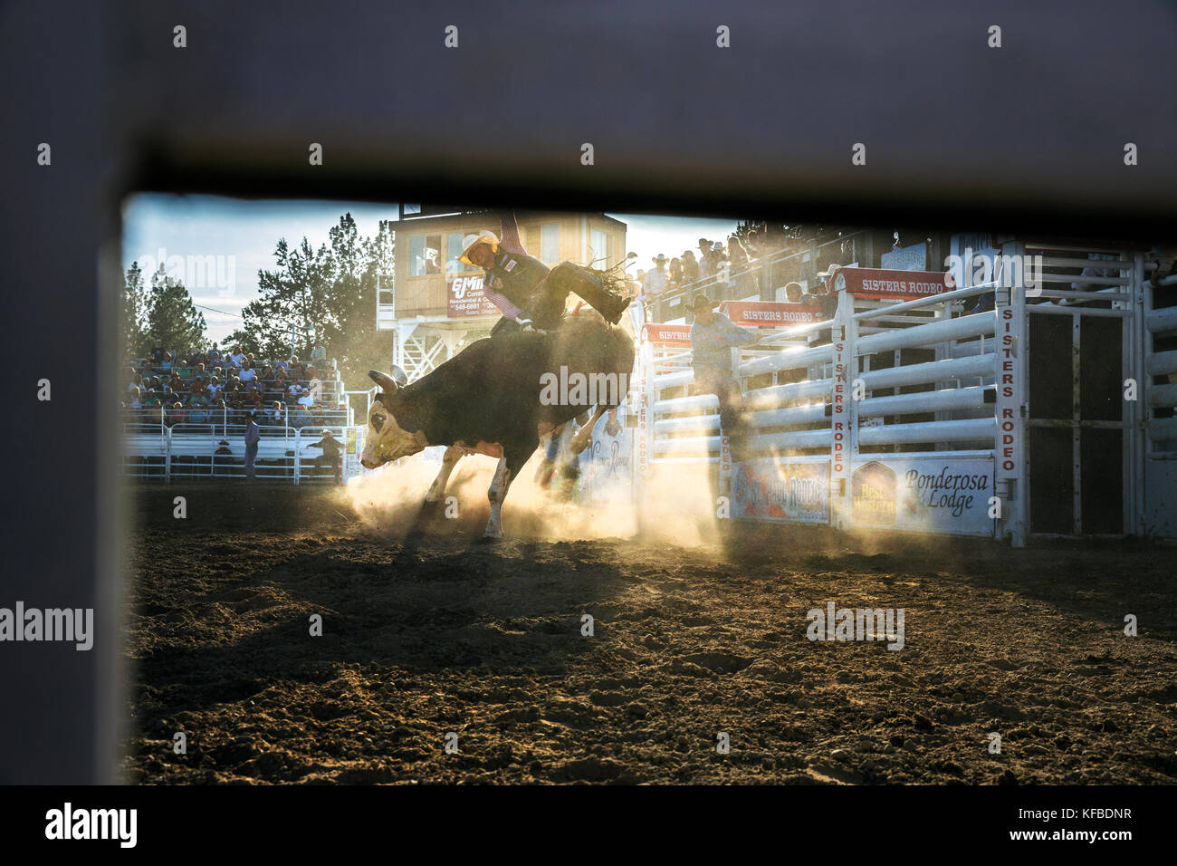 USA, Oregon, Sisters, Sisters Rodeo, cowboys ride a 2,000 pound bull ...