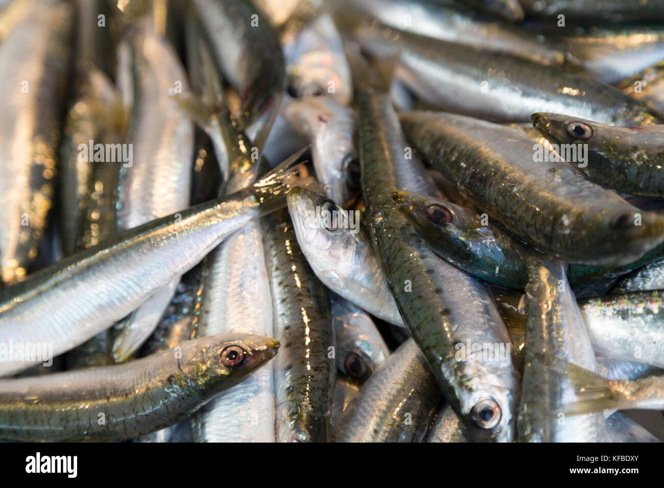 Sardines italy hi-res stock photography and images - Alamy