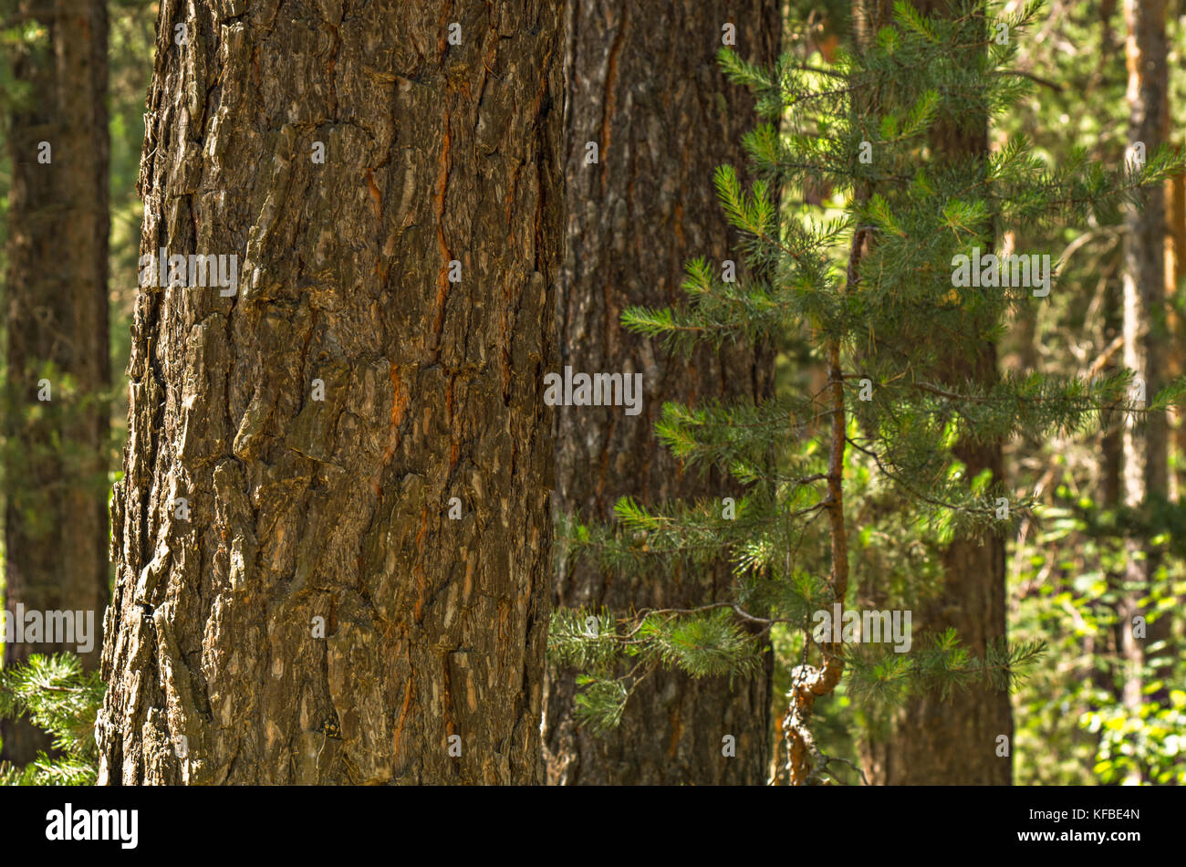 Pinewood tree hi-res stock photography and images - Alamy