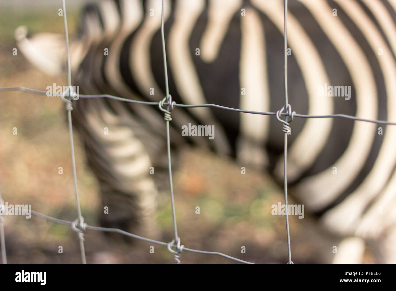 Zebra behind fence hi-res stock photography and images - Alamy