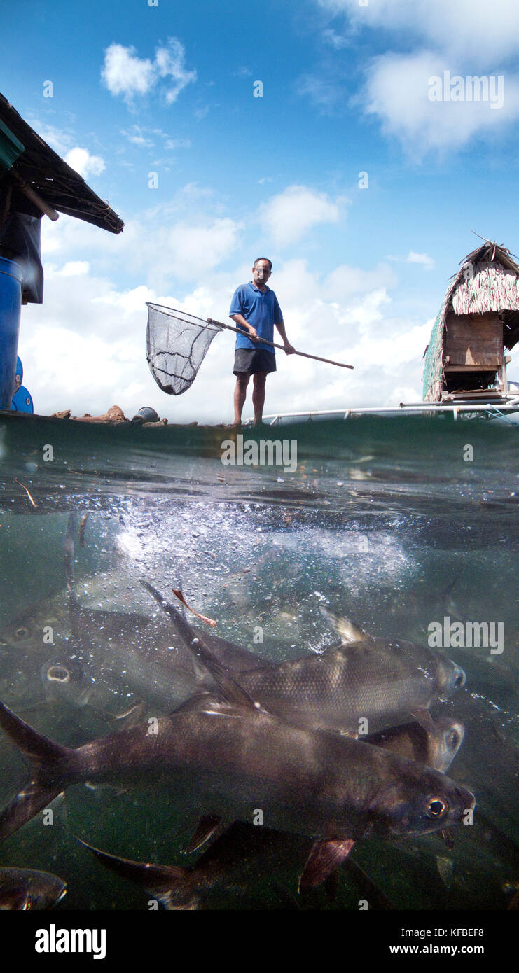 PHILIPPINES. Puerto Princessa, Fish Farm manager Ennesto Estrada, Santa ...