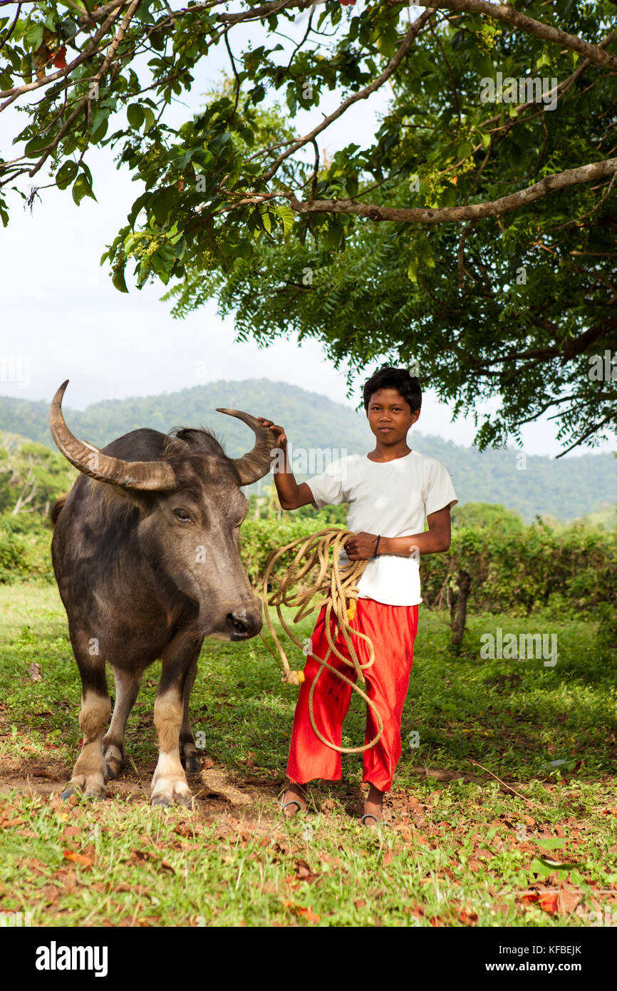 PHILIPPINES, Palawan, El Nido, farm boy with his buffalo in the town of ...