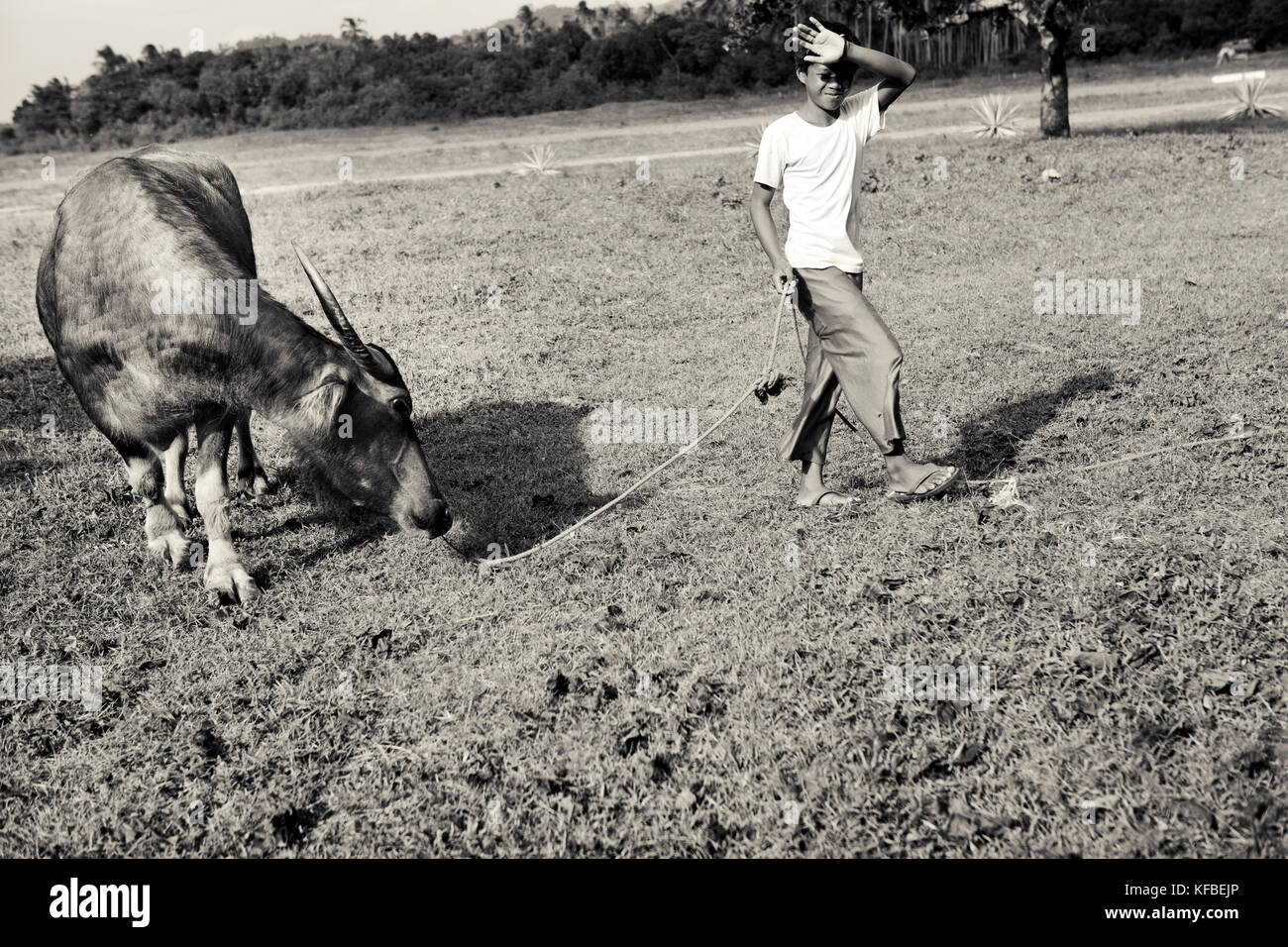 PHILIPPINES, Palawan, El Nido, farm boy with his buffalo in the town of ...