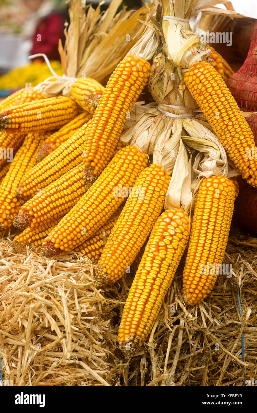 Corn cobs bound in bundles at the agricultural fair. Selective focus ...