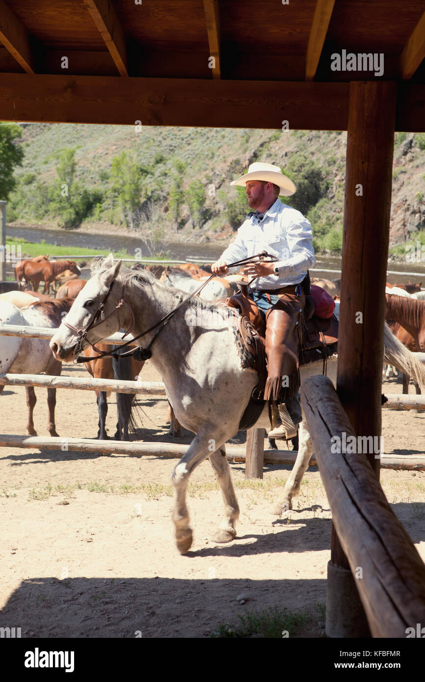 USA, Wyoming, Encampment, a wrangler gets ready to take a trail ride at ...