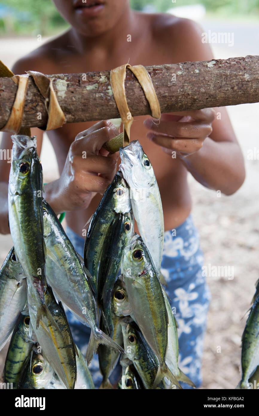 FRENCH POLYNESIA, Moorea. A young boy with his catch which he will ...