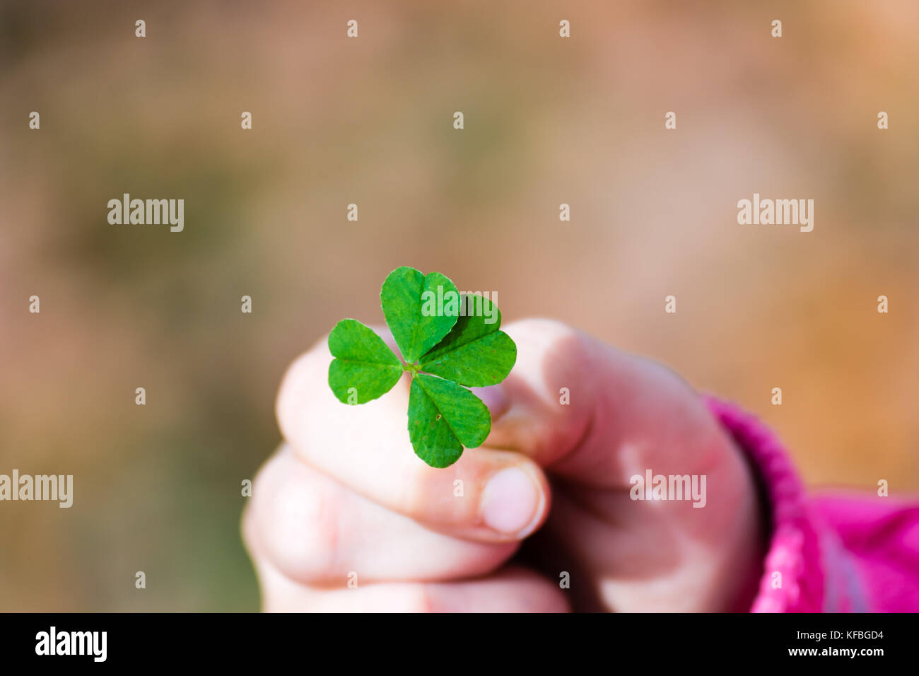 Four leaf clover in small hand of young girl. Selective focus Stock ...