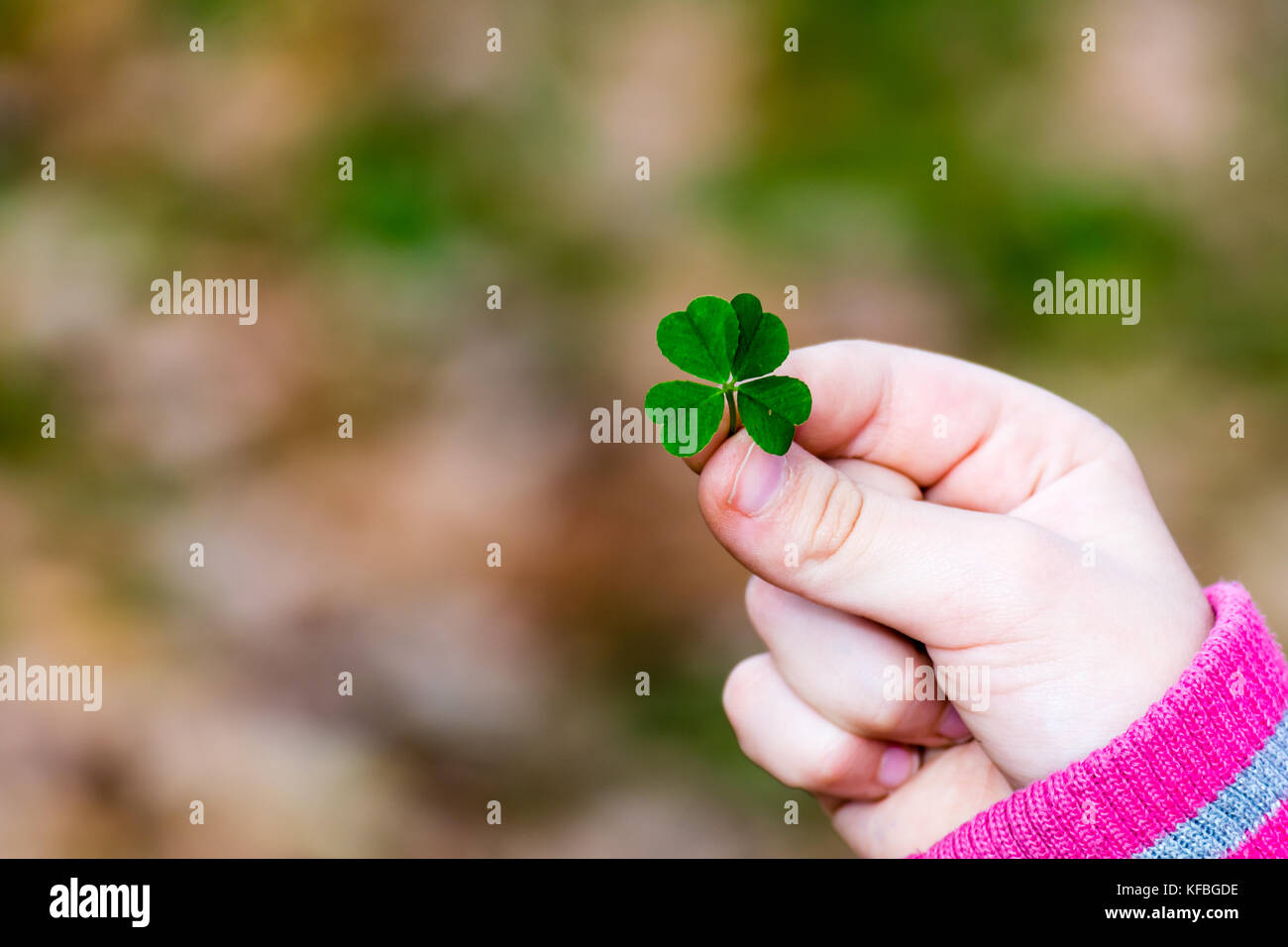 Four leaf clover in small hand of young girl. Selective focus Stock ...