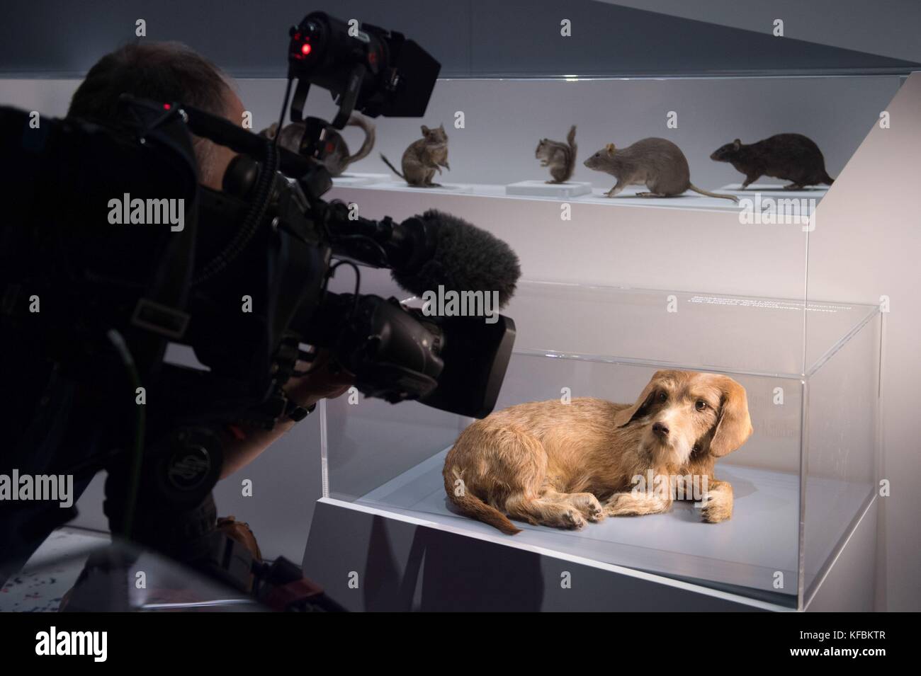 Cameraman filming animals hi-res stock photography and images - Alamy