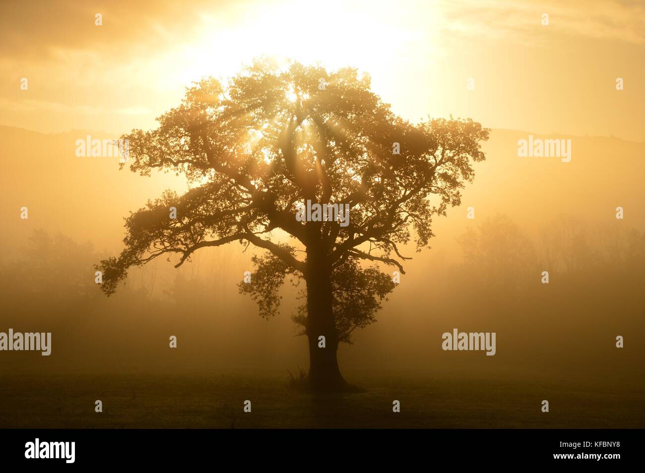 Misty autumn morning in severn hi-res stock photography and images - Alamy