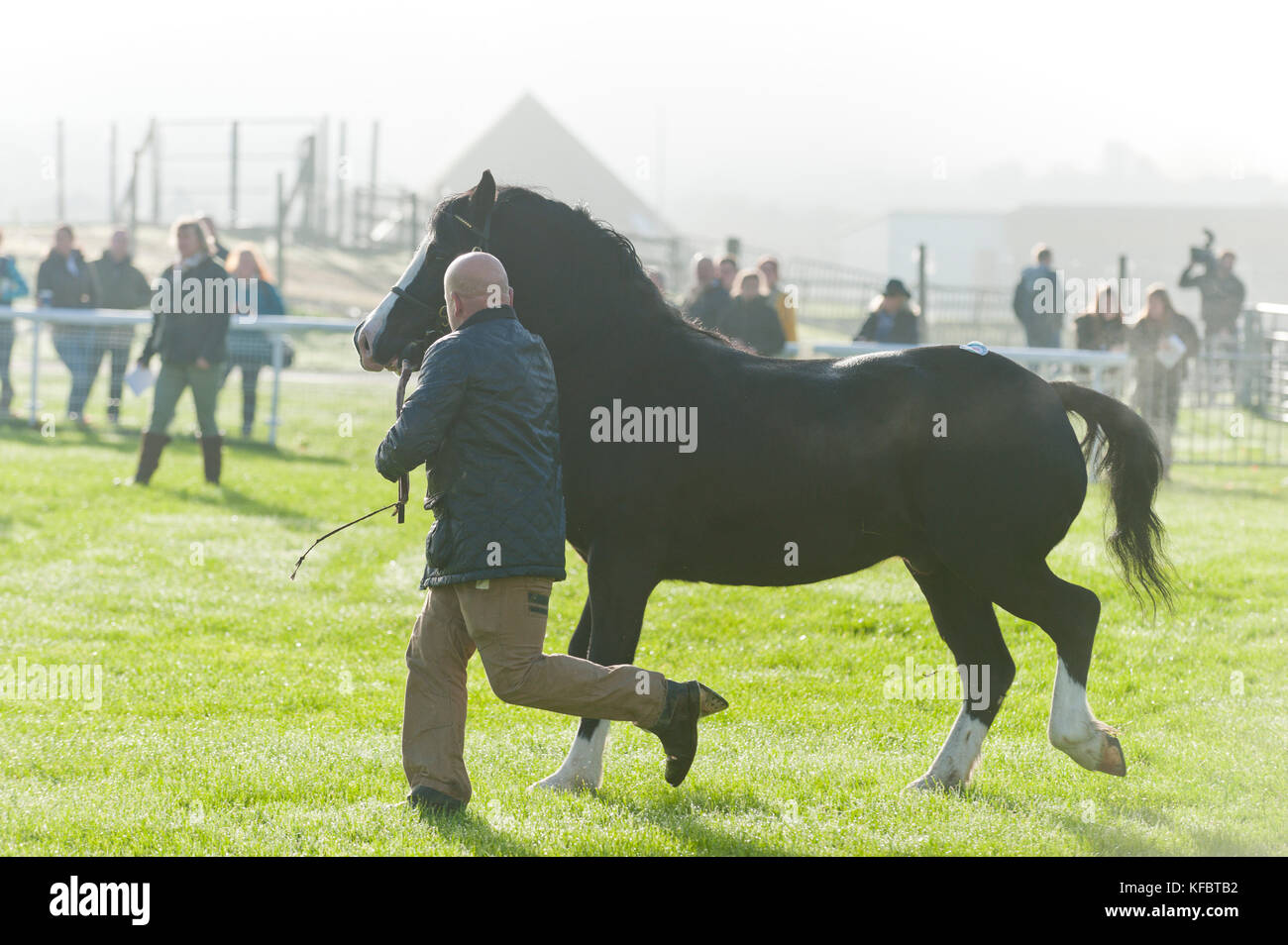 Builth Wells, Powys, Wales, UK. 27th October, 2017. A Cob show takes ...