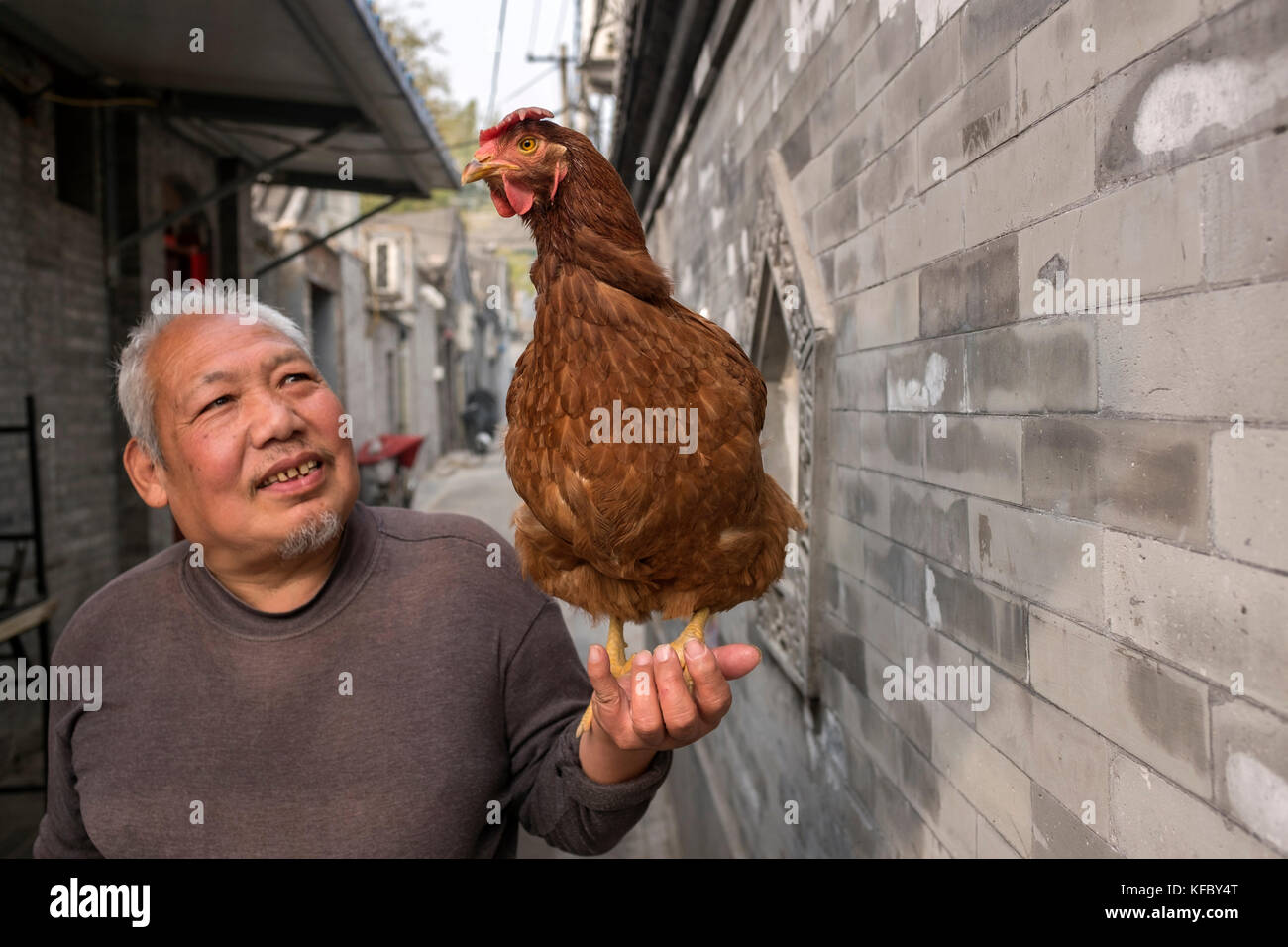 China Hen High Resolution Stock Photography and Images - Alamy