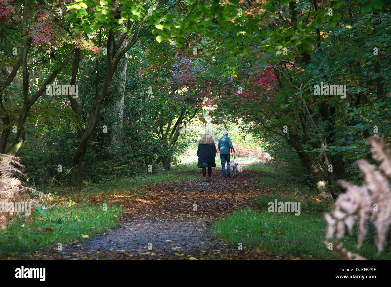 Alice Holt Forest High Resolution Stock Photography and Images - Alamy