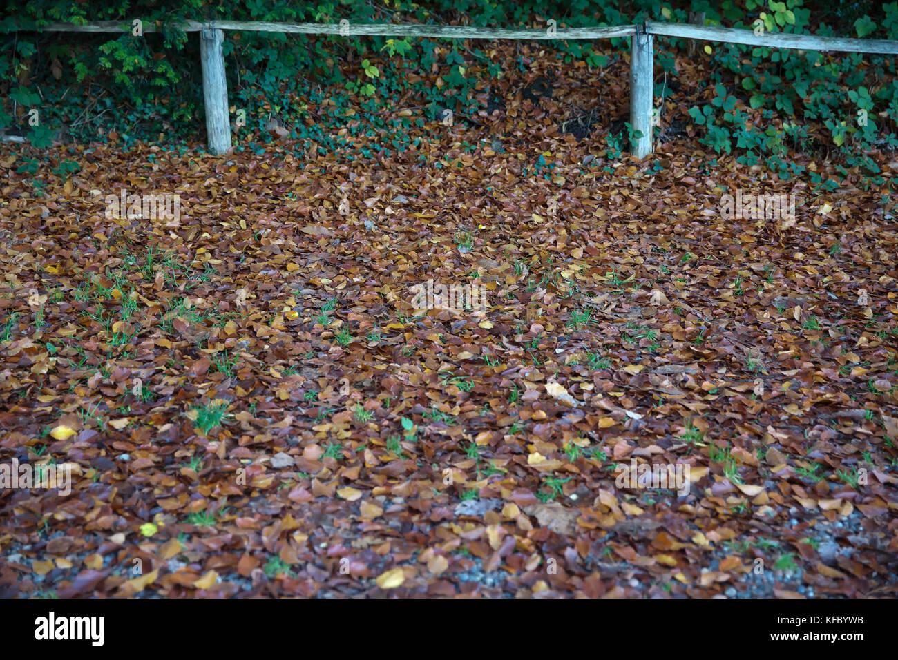 Keston, UK. 27th October, 2017. Blue skies and Golden Autumn colours in ...