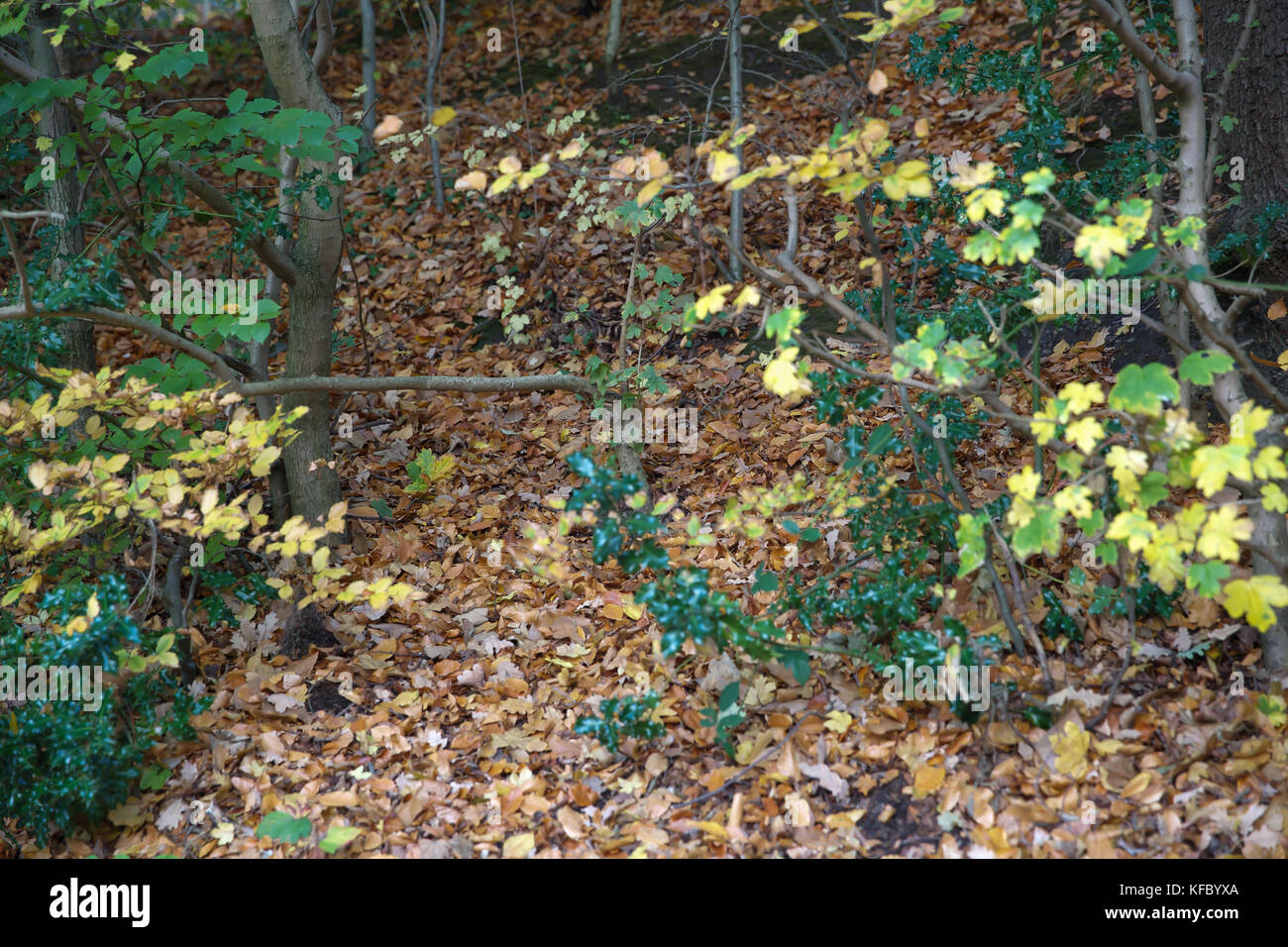 Keston, UK. 27th October, 2017. Blue skies and Golden Autumn colours in ...