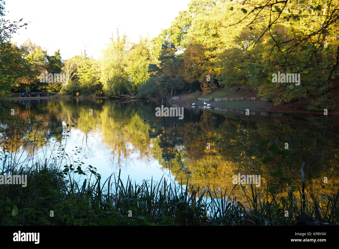 Keston, UK. 27th October, 2017. Blue skies and Golden Autumn colours in ...
