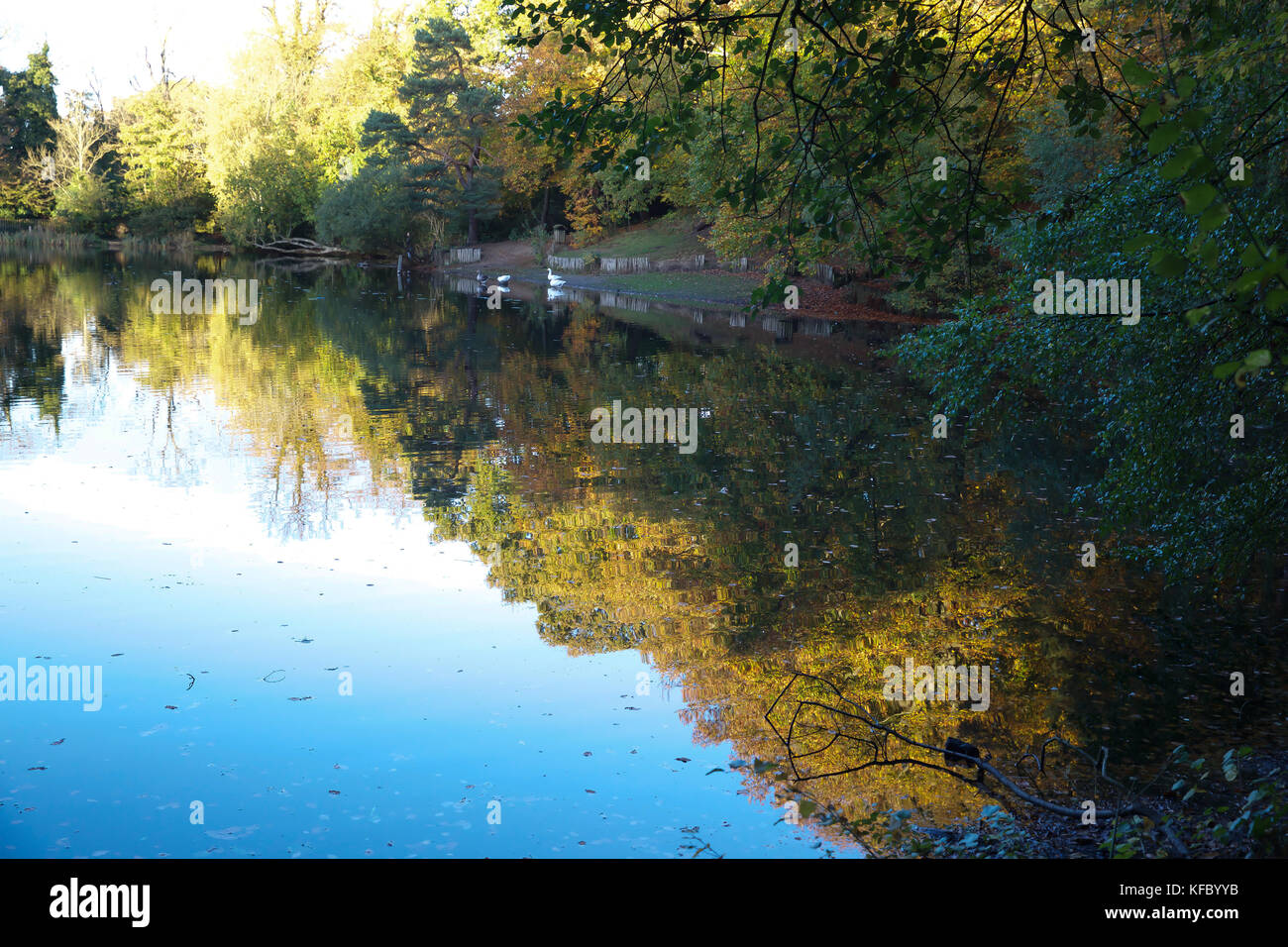Keston, UK. 27th October, 2017. Blue skies and Golden Autumn colours in ...