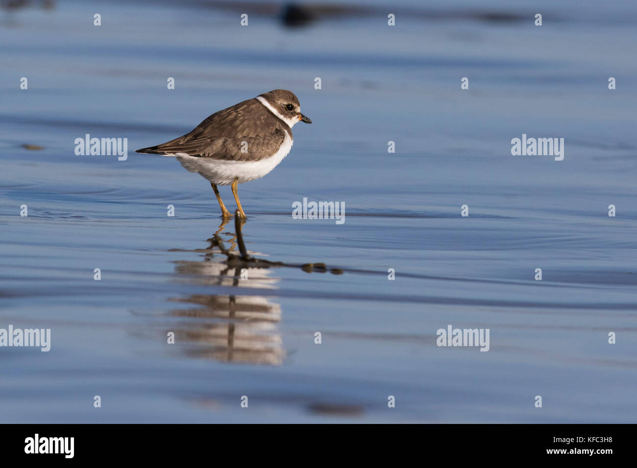 Semipalmated plover (Charadrius semipalmatus Stock Photo - Alamy