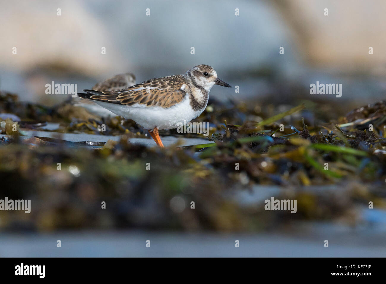 Turnstone bird walking hi-res stock photography and images - Alamy