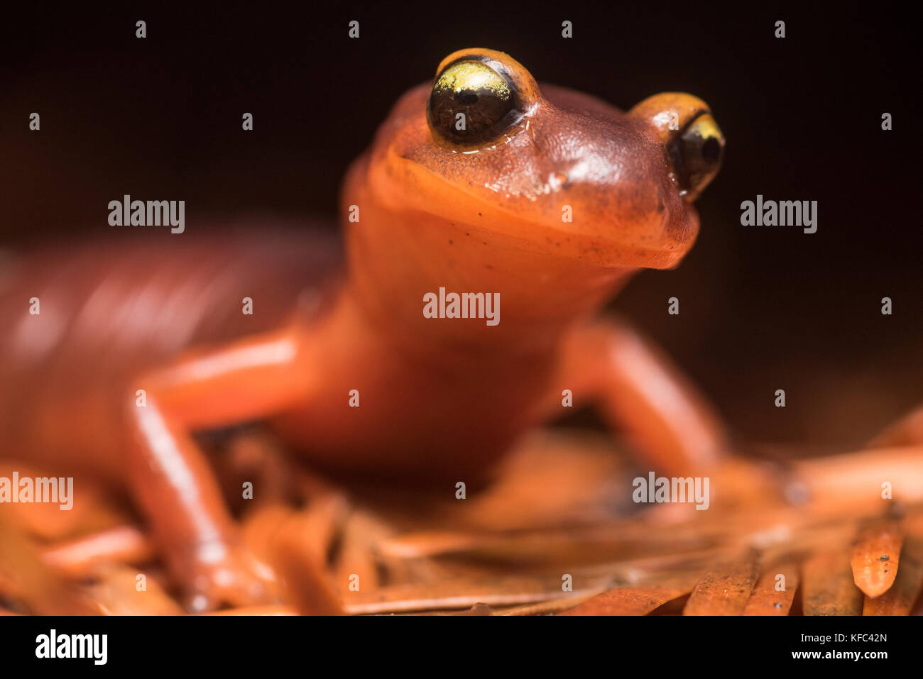A yellow eyed ensatina (Ensatina eschscholtzii xanthoptica) from the ...