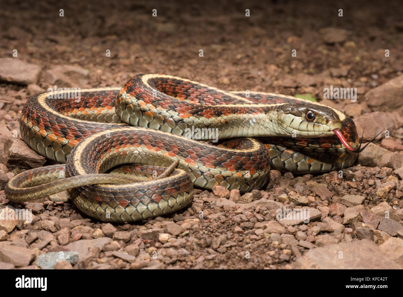 Garner Snake Fully Extended
