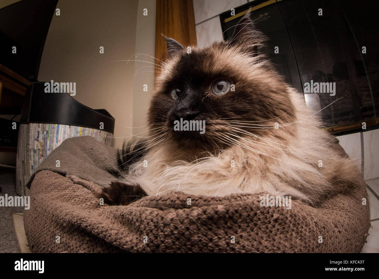 A beautiful Himalayan siamese cat in the living room Stock Photo - Alamy