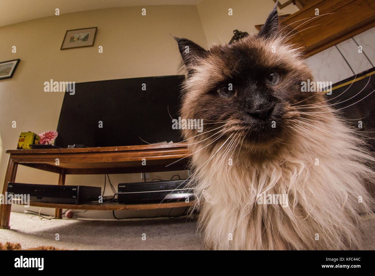 A beautiful Himalayan siamese cat in the living room Stock Photo - Alamy