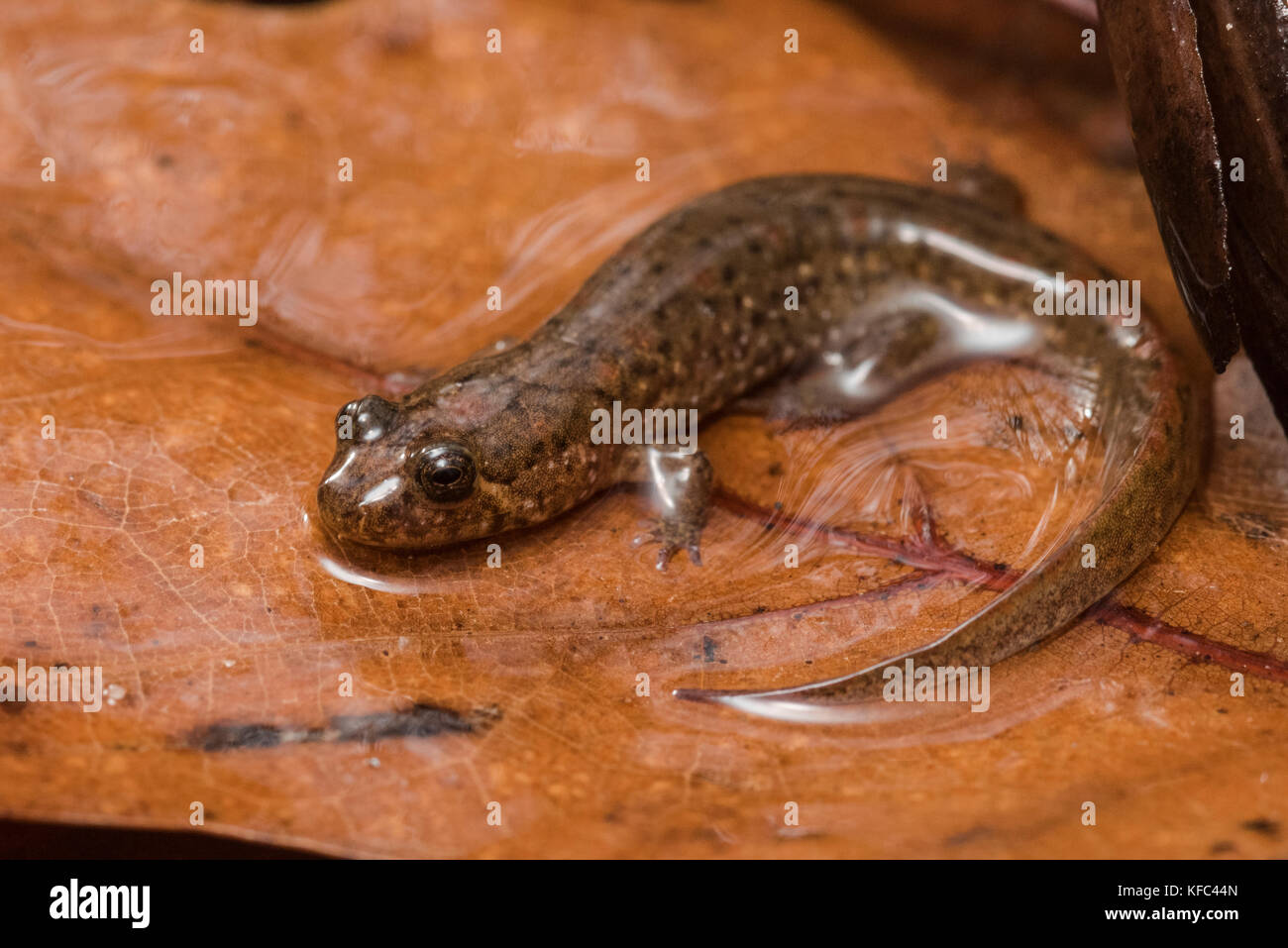 Salamander aquatic hi-res stock photography and images - Alamy