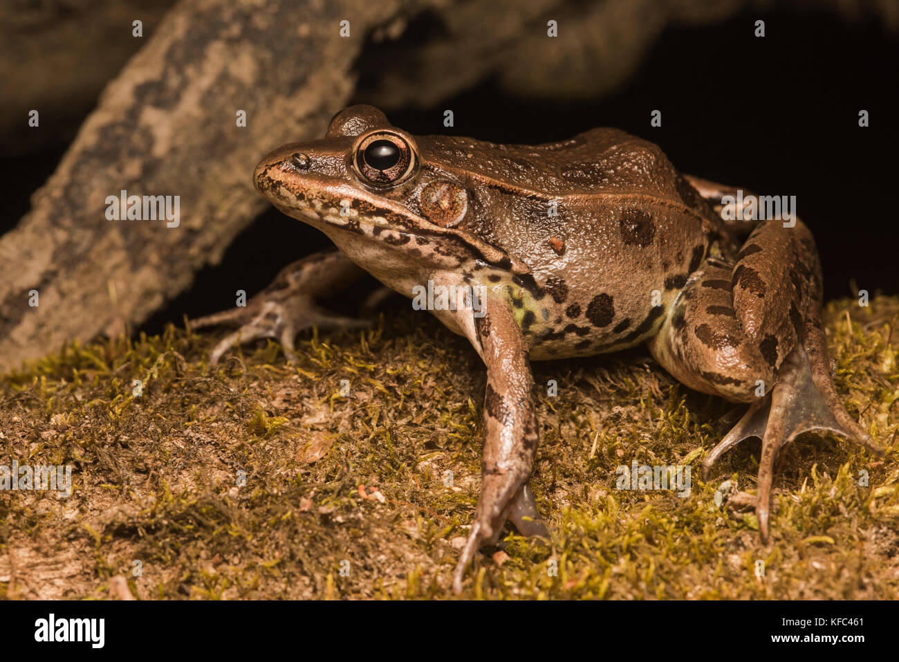 A southern leopard frog from North Carolina, this species can be very ...