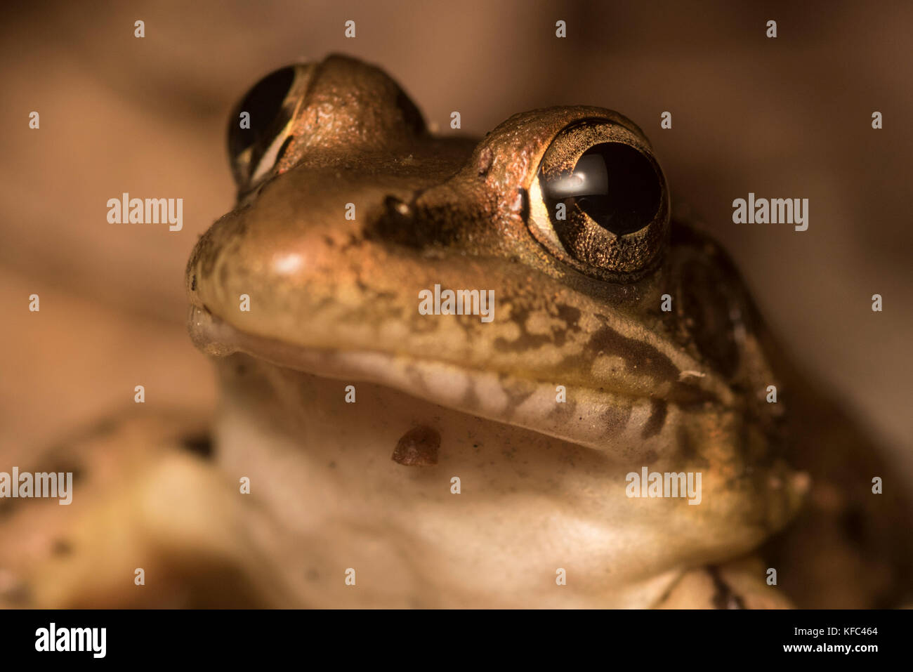 Frog face hi-res stock photography and images - Alamy