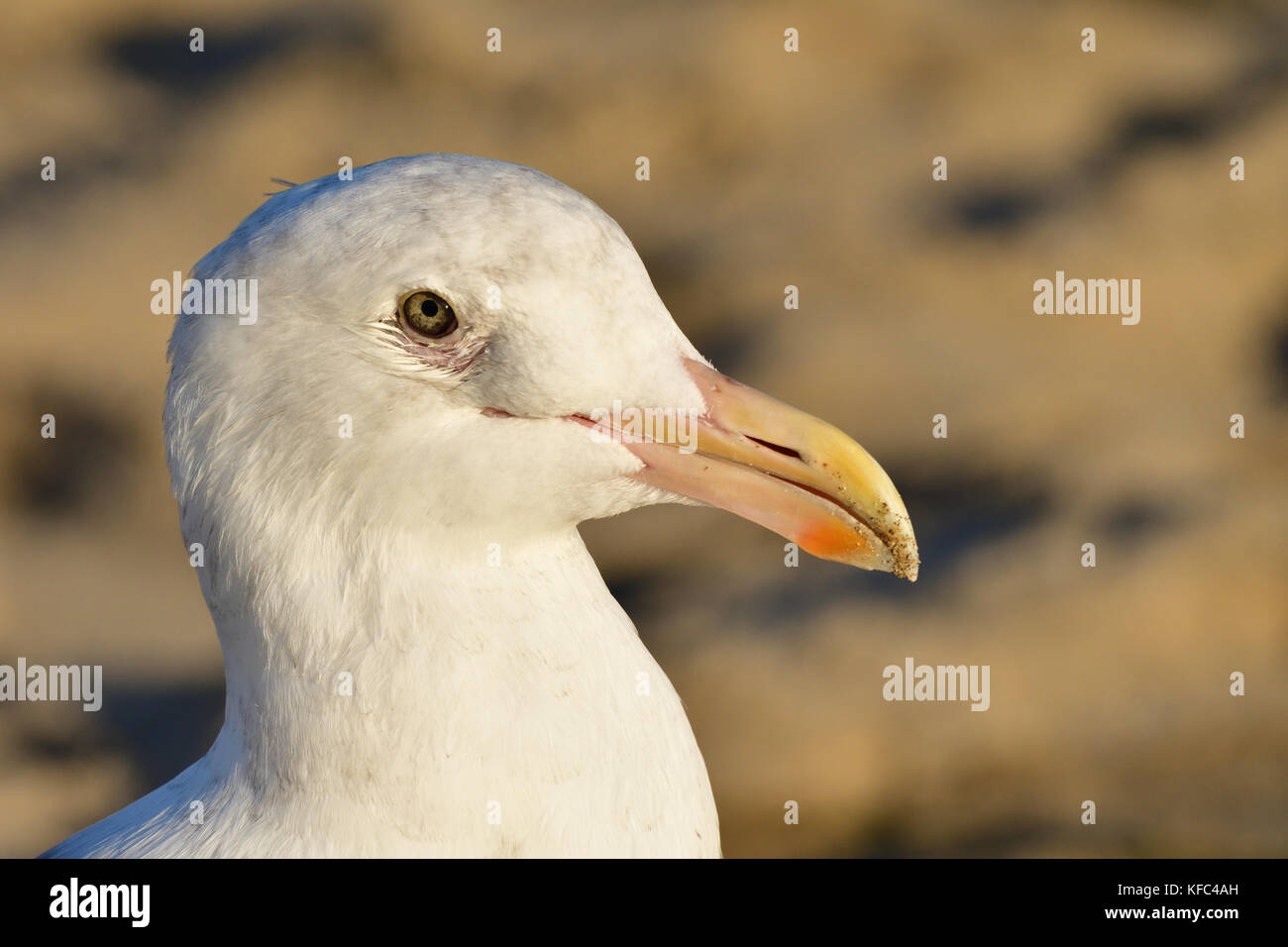 Far seagull hi-res stock photography and images - Alamy