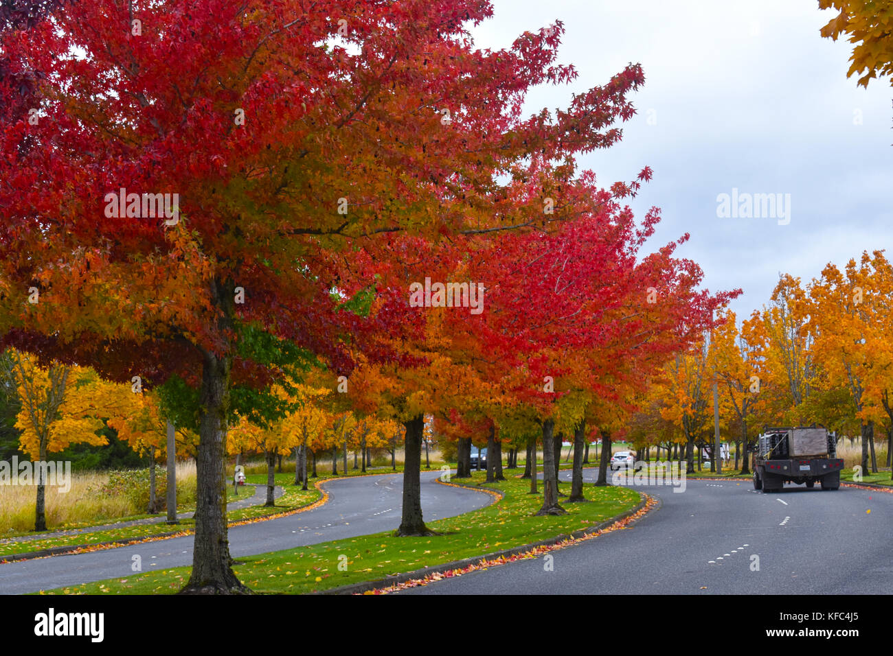 Beautiful fall trees line the curved roads in Bellingham, Washington ...