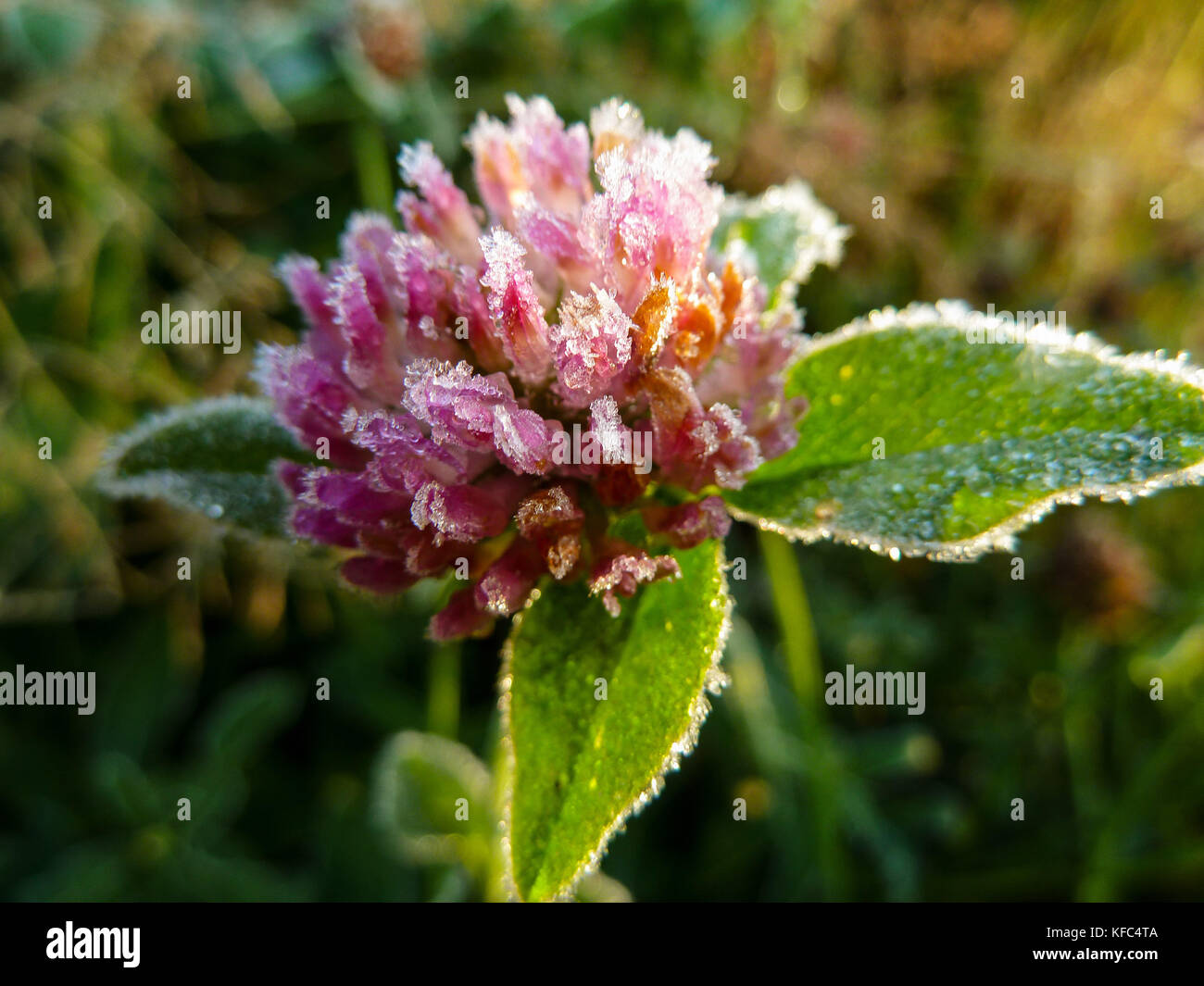 Pink flower of a clover is covered with hoarfrost close up. Freeze wild ...